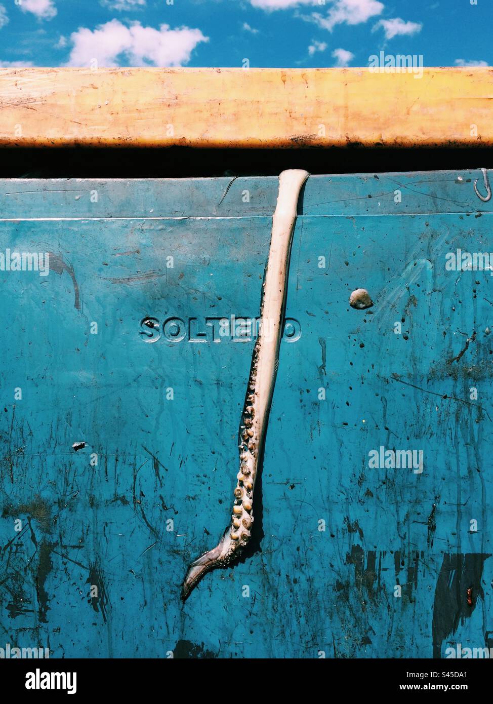 Tentacle hi-res stock photography and images - Alamy