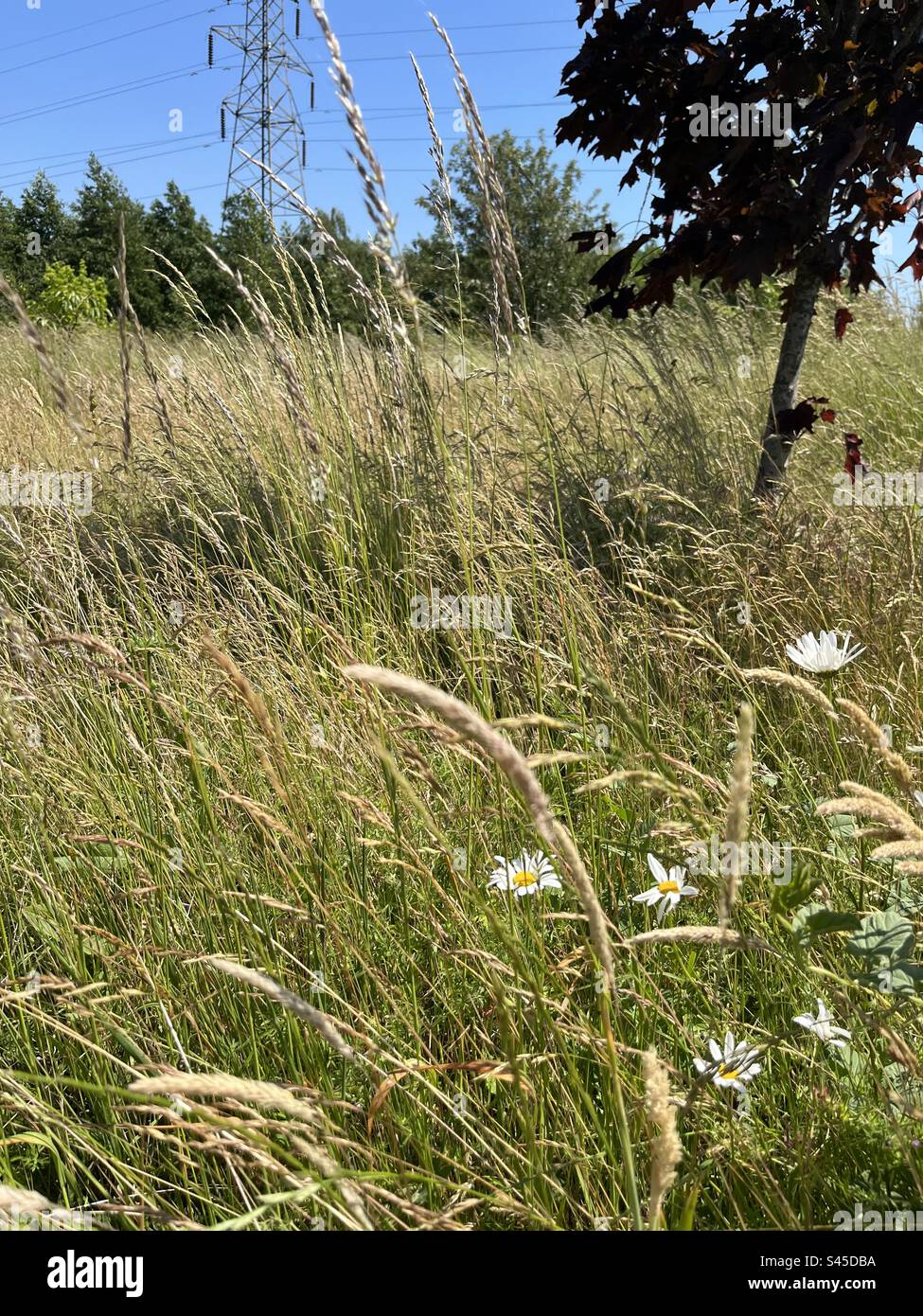 Countryside grasses Summer. Laxfield, Suffolk, England Stock Photo - Alamy