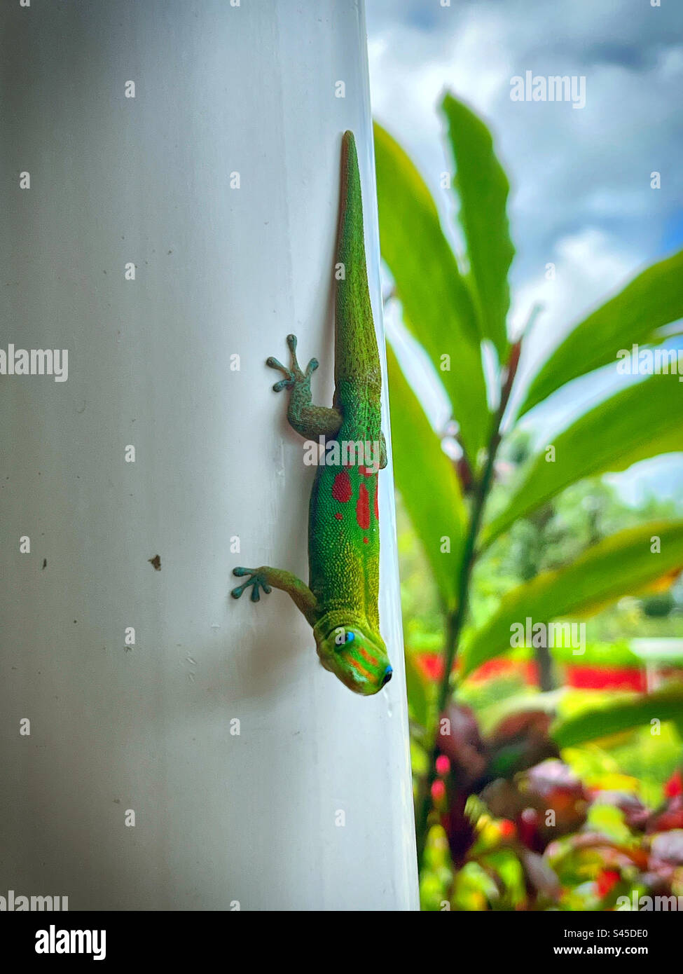 Hawaiian gecko hi-res stock photography and images - Alamy