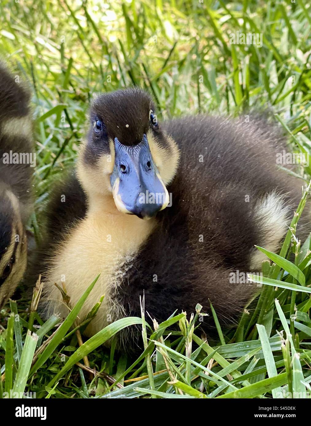 Cute fuzzy hi-res stock photography and images - Alamy