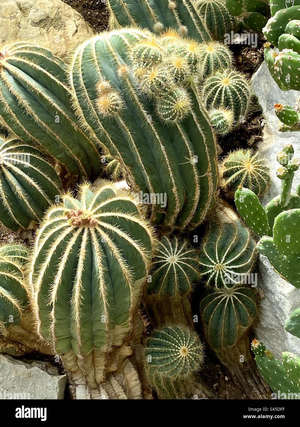 Spiky cactus hi-res stock photography and images - Alamy