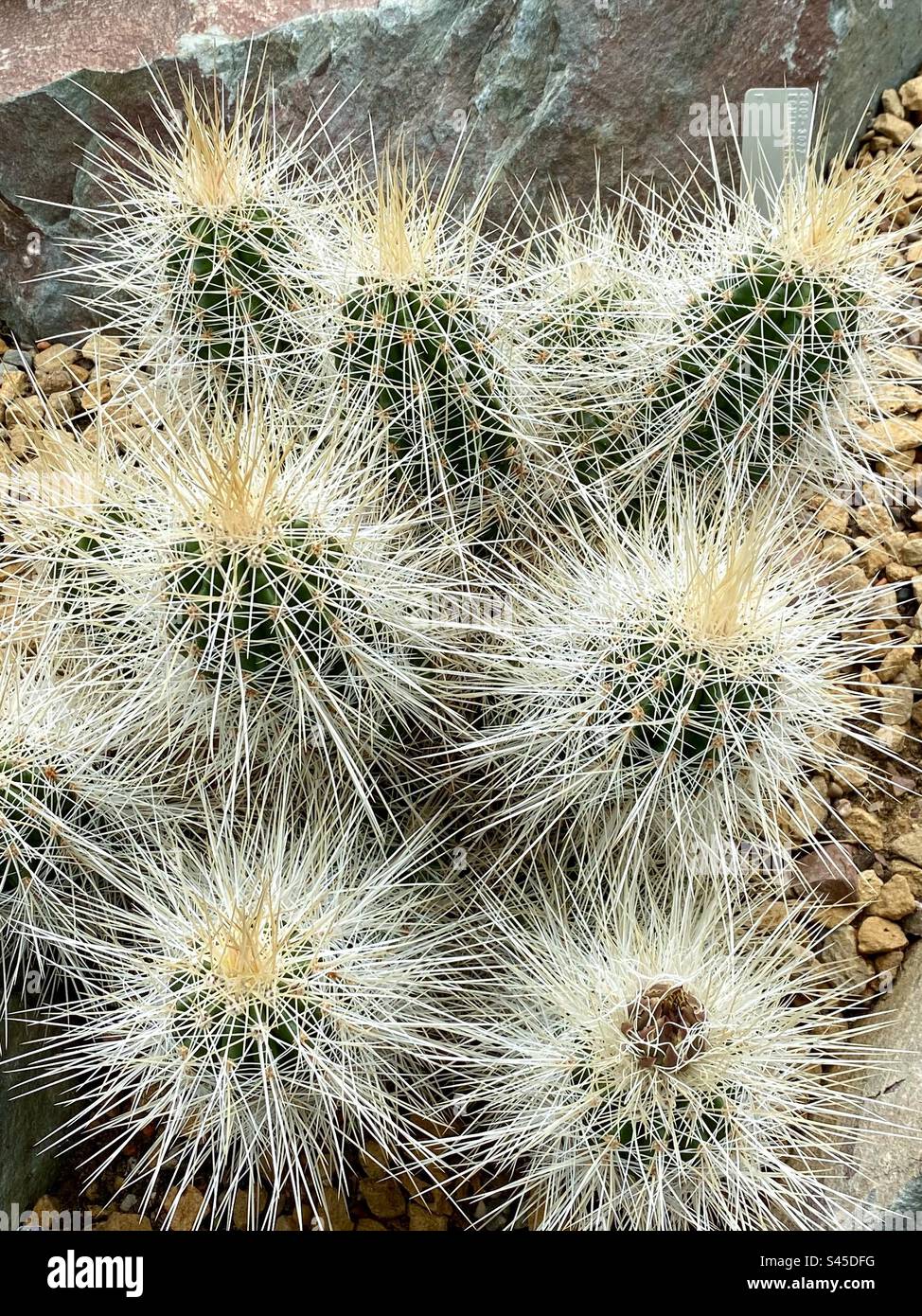 Cactus plants hi-res stock photography and images - Alamy