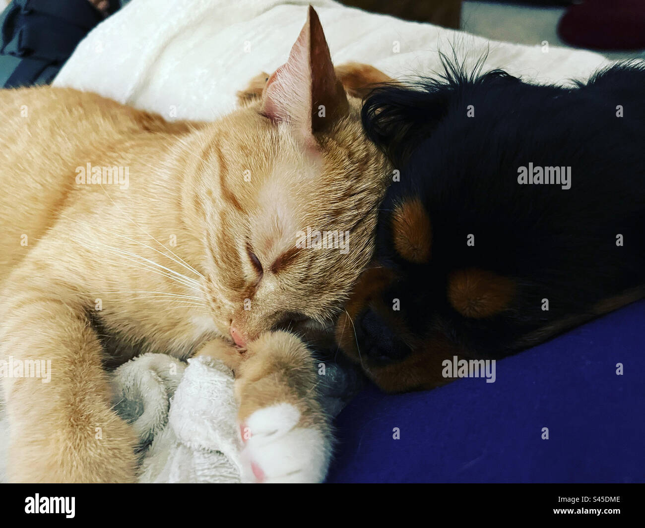 Zoey hi-res stock photography and images - Alamy