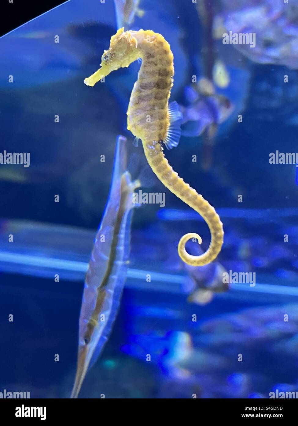 Seahorse blue hi-res stock photography and images - Alamy