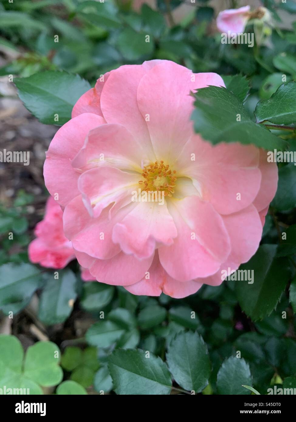 Pinky rose hi-res stock photography and images - Alamy