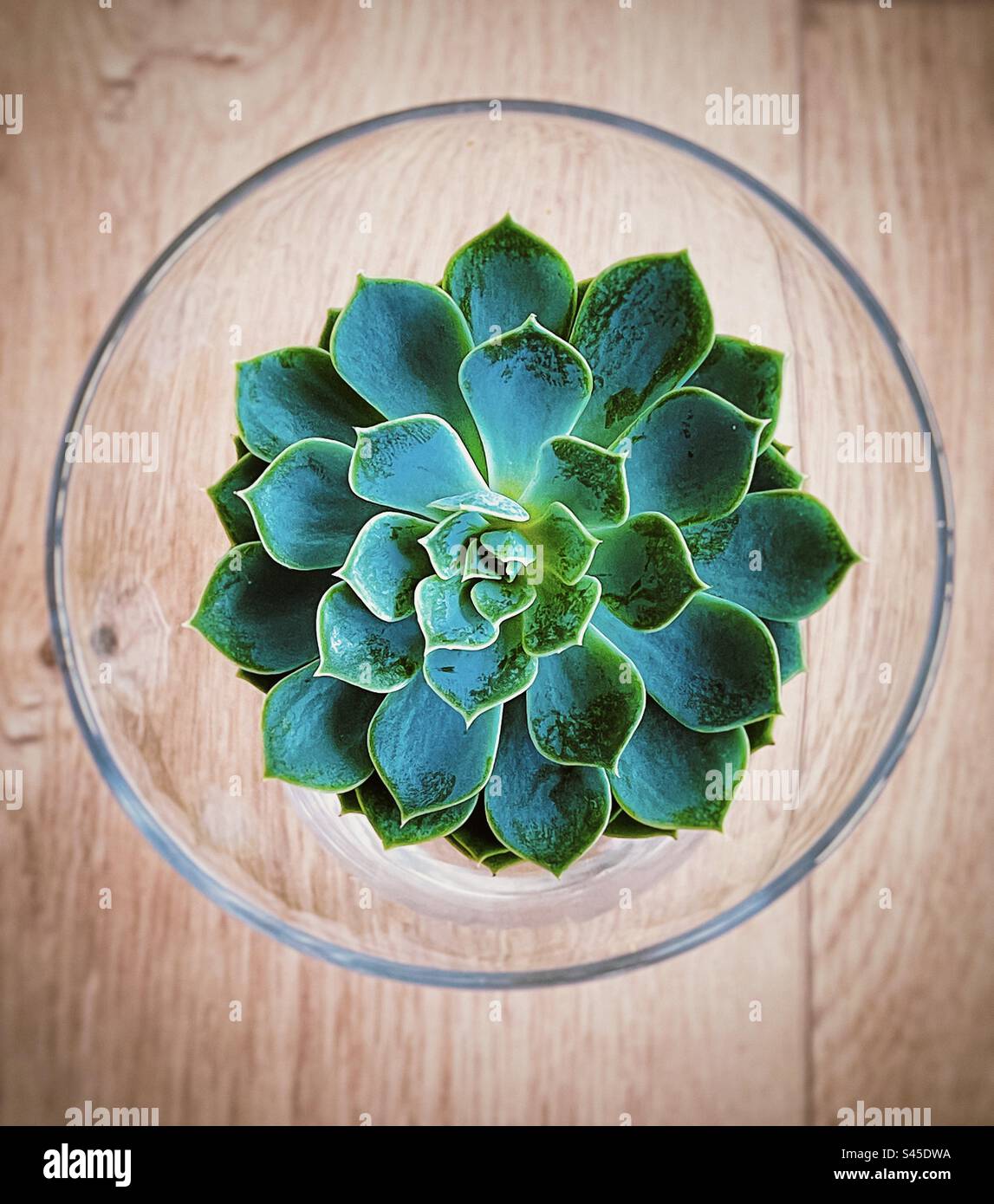 Directly above close-up view of a flower-shaped, green succulent plant ...