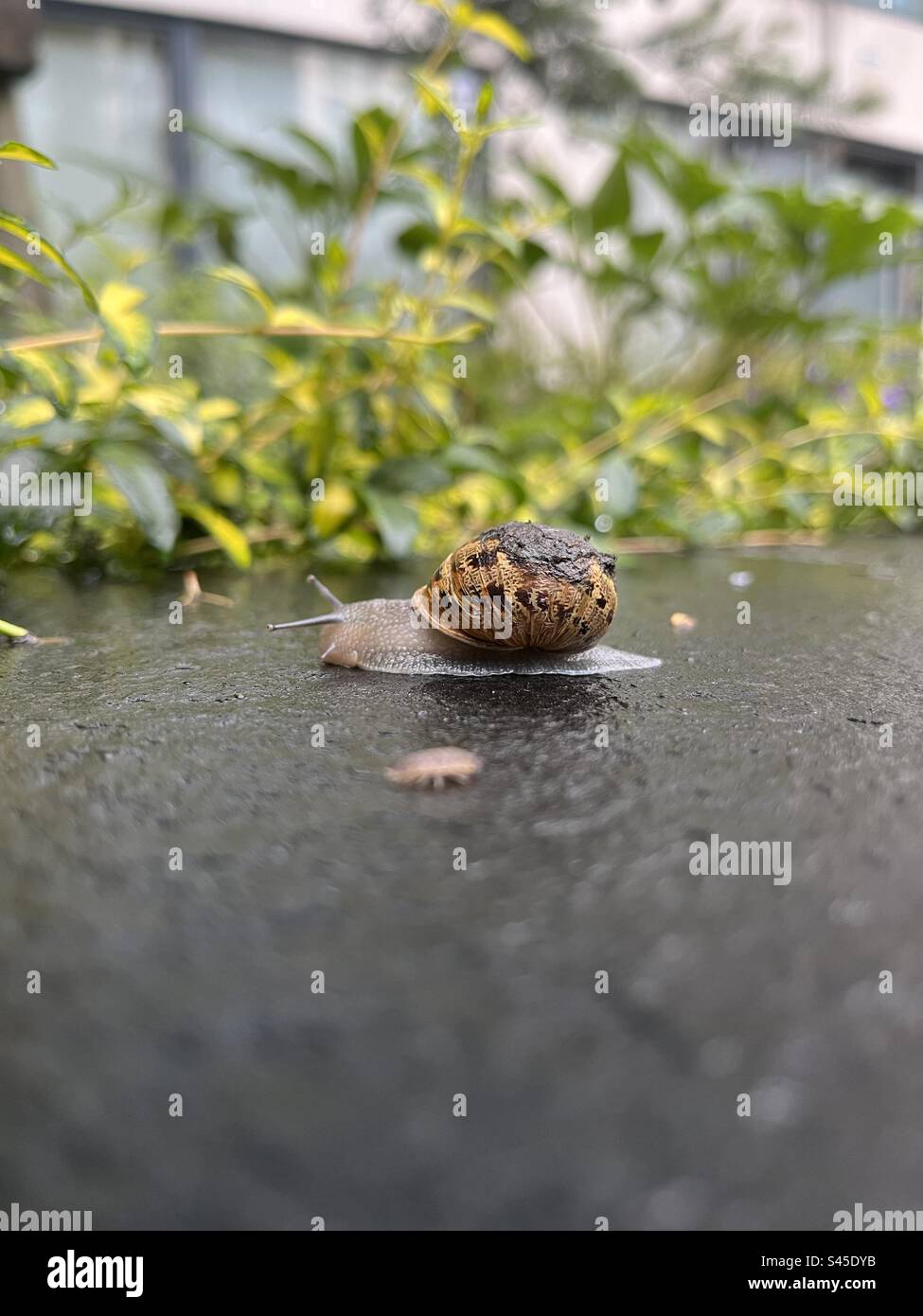 Portrait of snail hi-res stock photography and images - Alamy