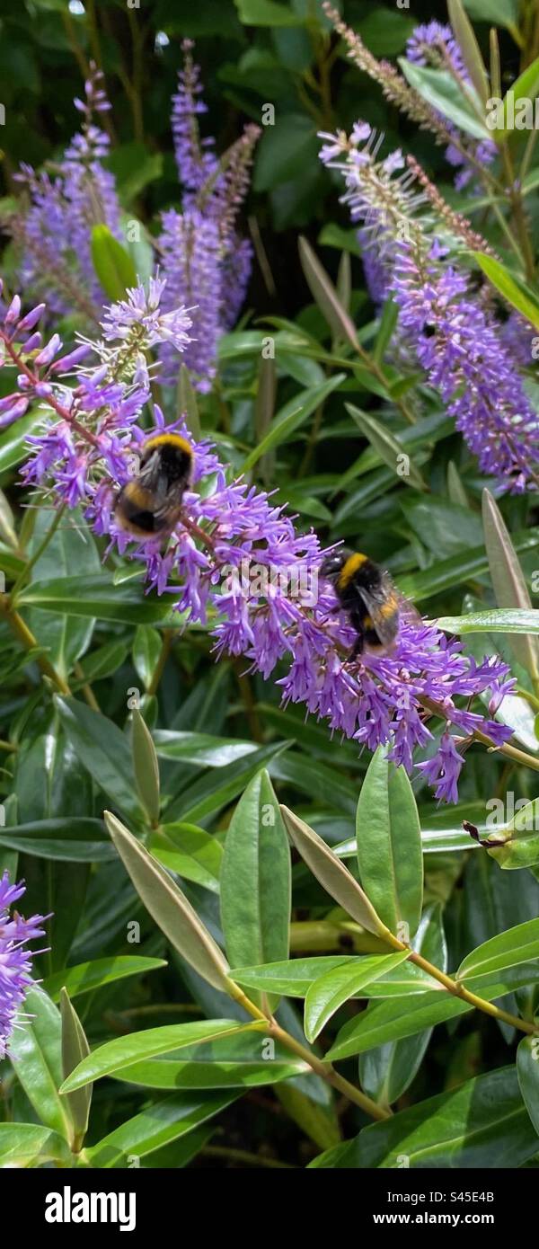 Worker bees collecting the pollen from pretty flowers Stock Photo - Alamy