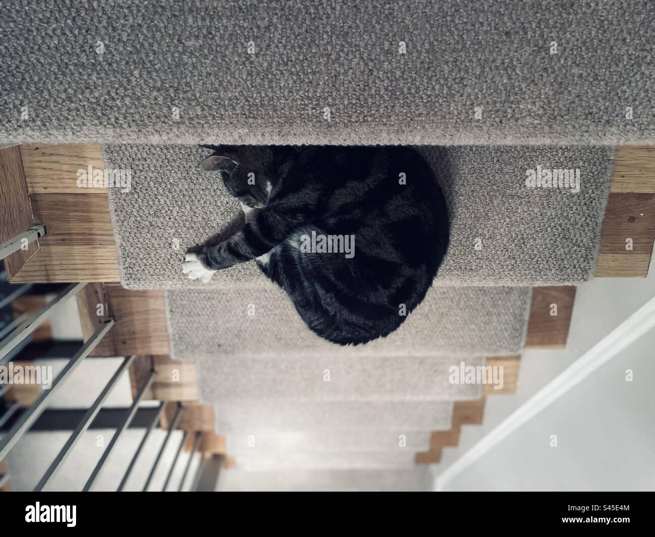 Upside down cat hi-res stock photography and images - Alamy