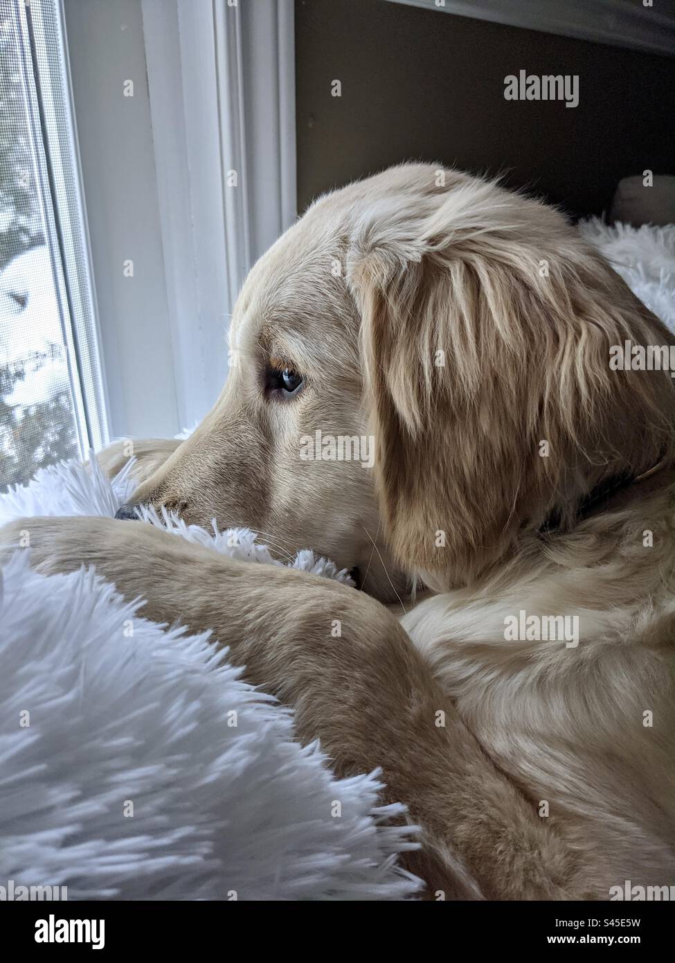 Puppy looking out window hi-res stock photography and images - Alamy