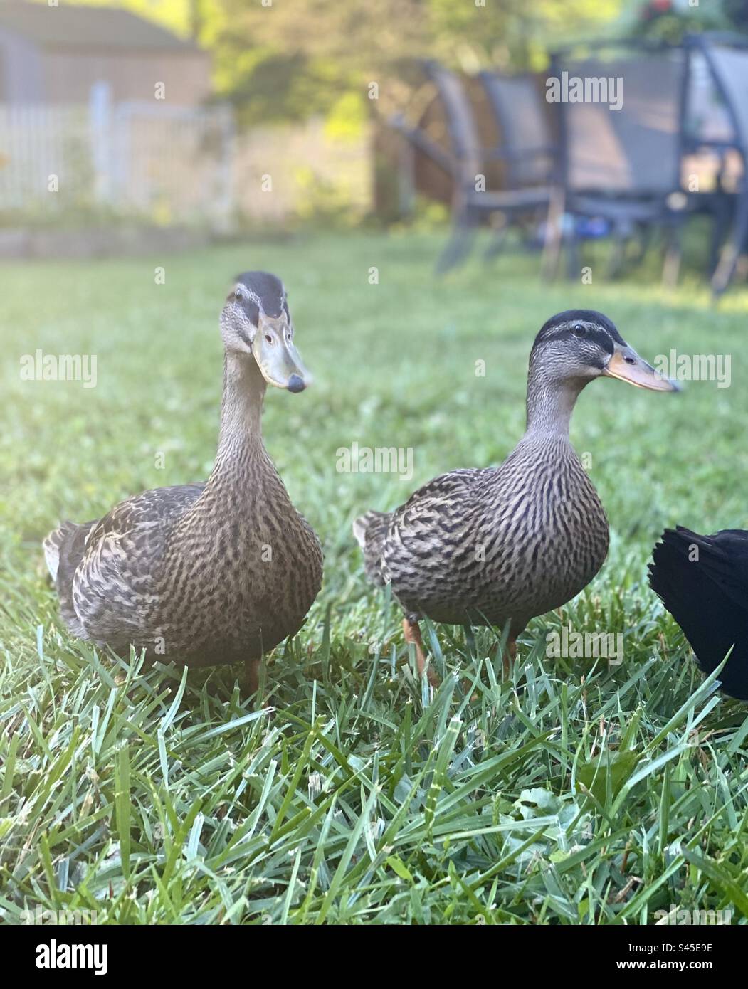 Young mallard ducks hi-res stock photography and images - Alamy