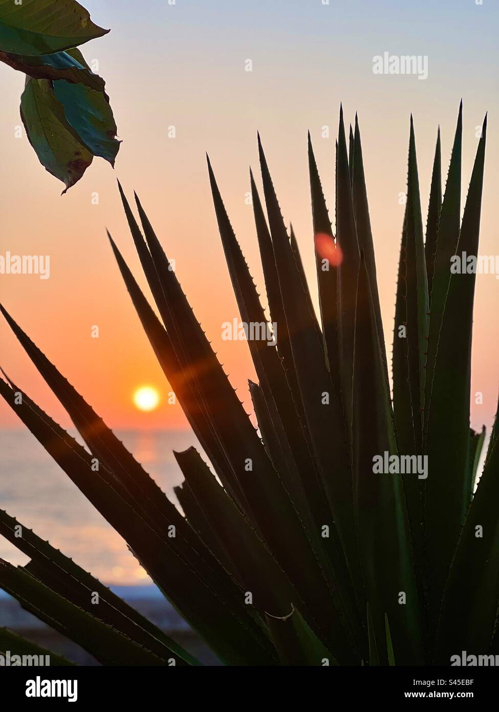 Sunset in Puerto Vallarta through agave plant Stock Photo - Alamy