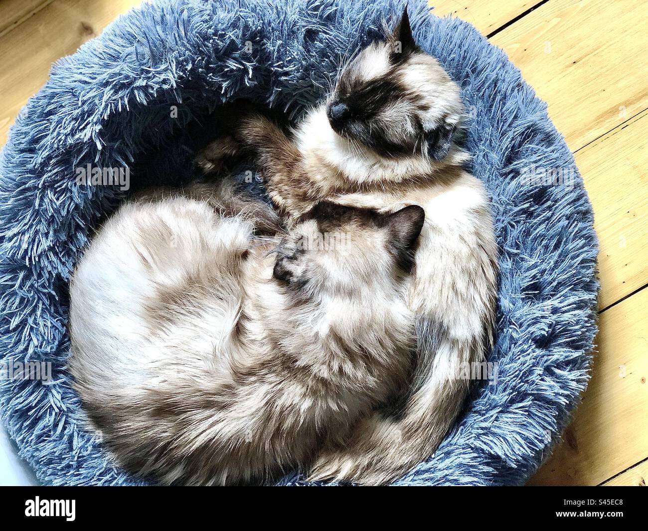 Cuddles hi-res stock photography and images - Alamy