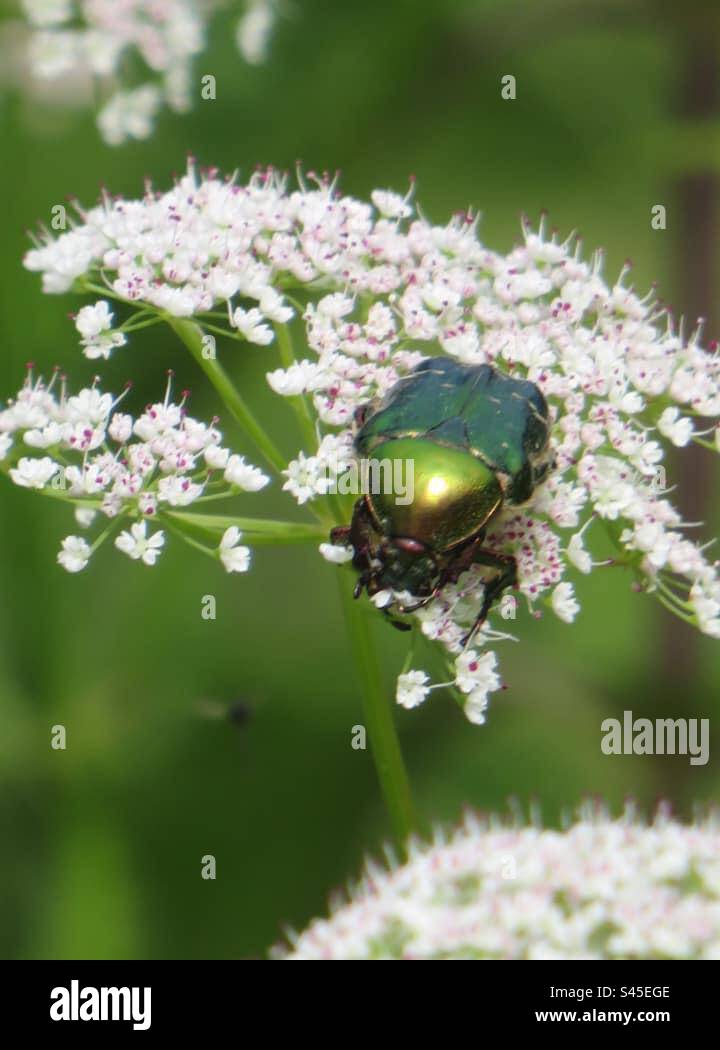 Bug on Chervil Stock Photo - Alamy