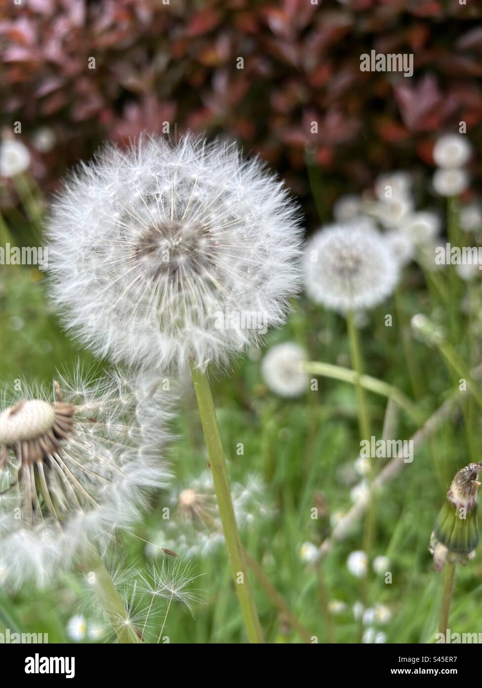 dandelions field. A nice background for a desktop or a smartphone Stock ...