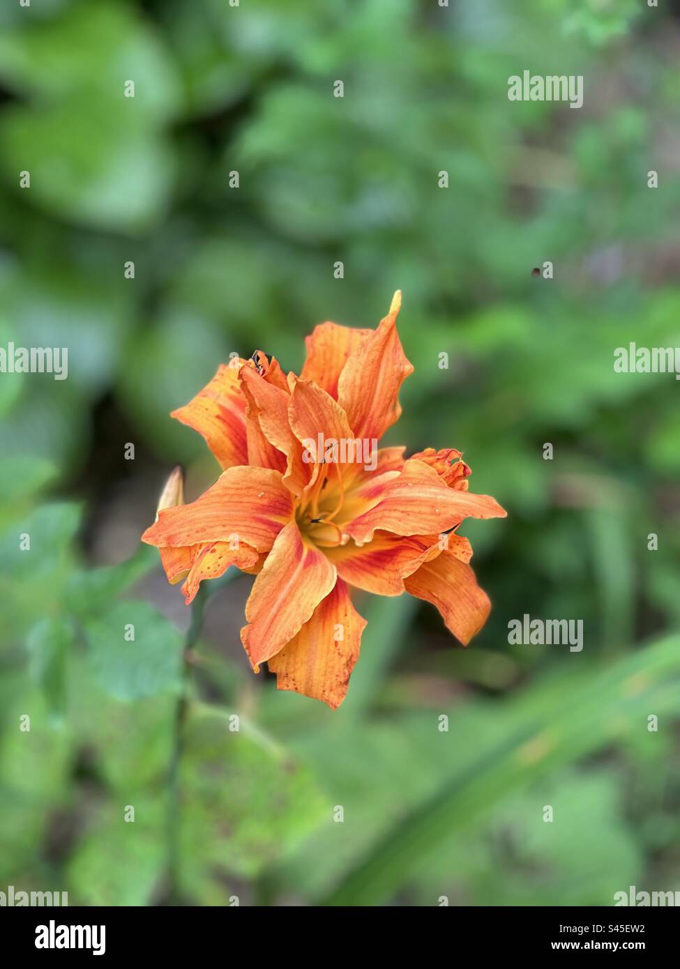 Tiger lilly hi-res stock photography and images - Alamy