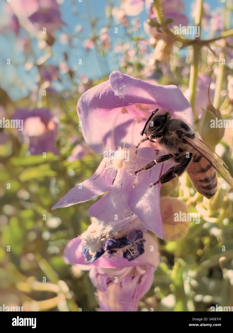 Honeybee landing on a penstemon Stock Photo - Alamy