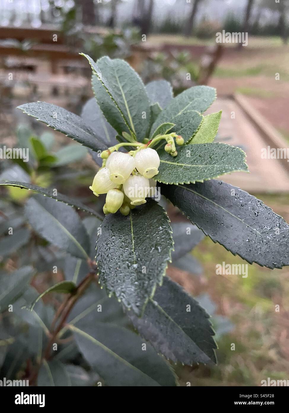 Myrica rubra hi-res stock photography and images - Alamy