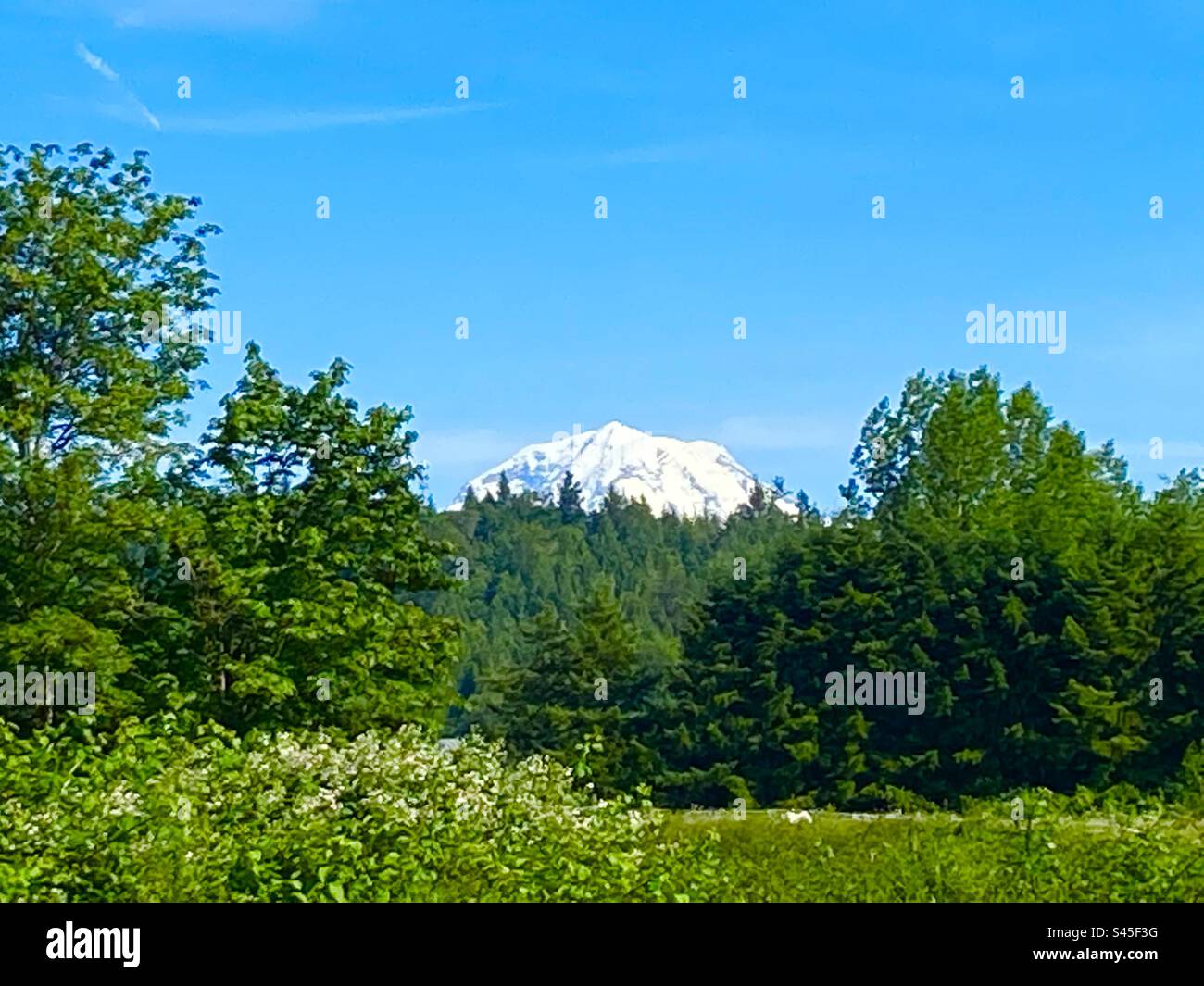 Collection of green trees hi-res stock photography and images - Alamy