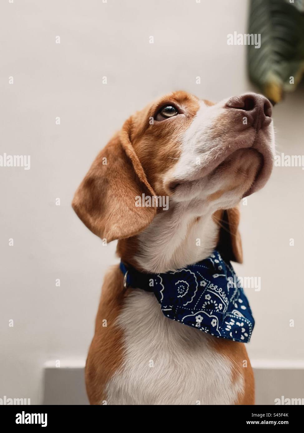 Dog looking up Stock Photo - Alamy