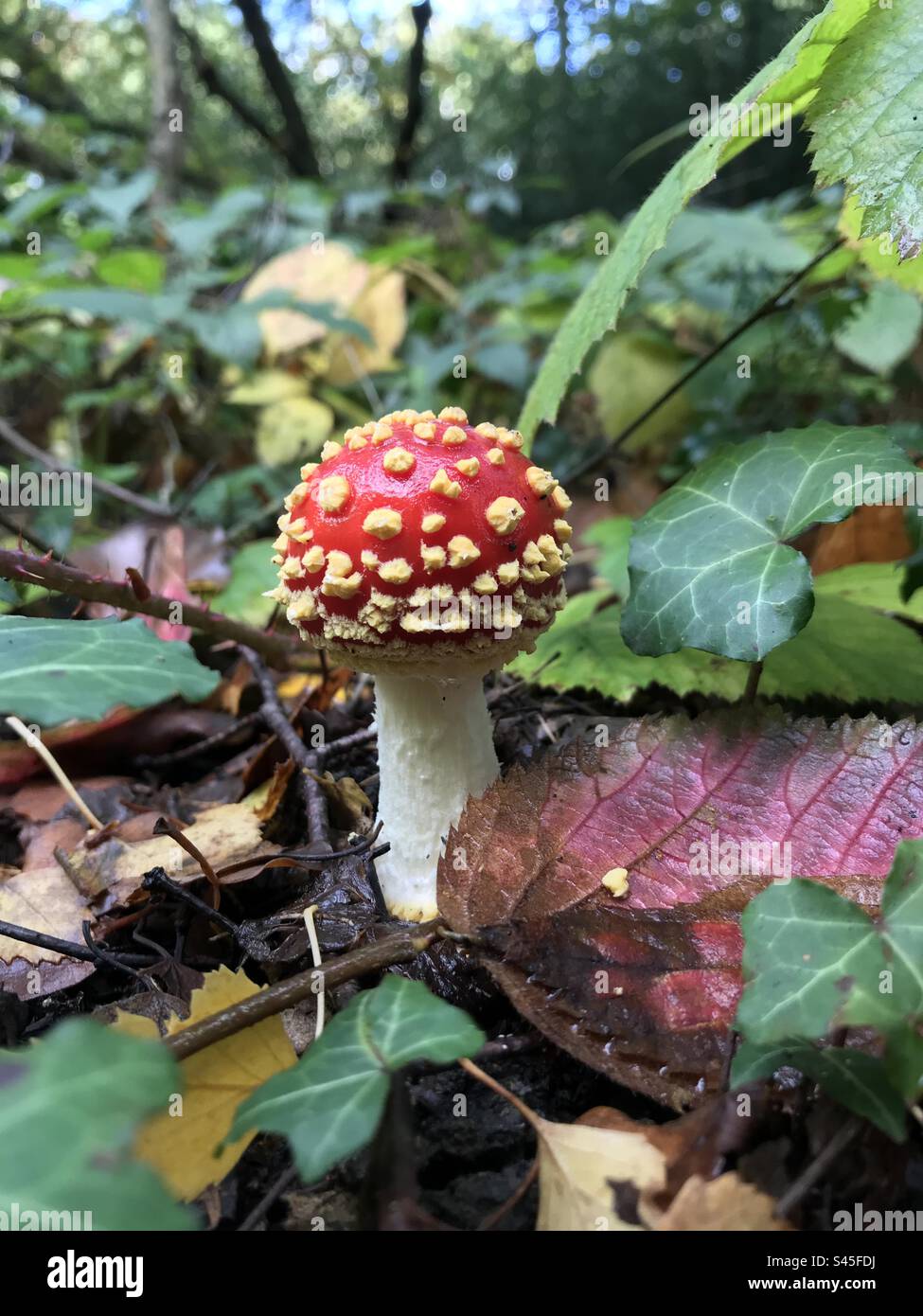 Red mushroom with yellow white spots Stock Photo - Alamy