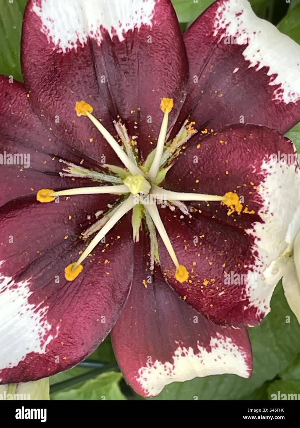 Outstanding star lily with beautiful colours Stock Photo - Alamy