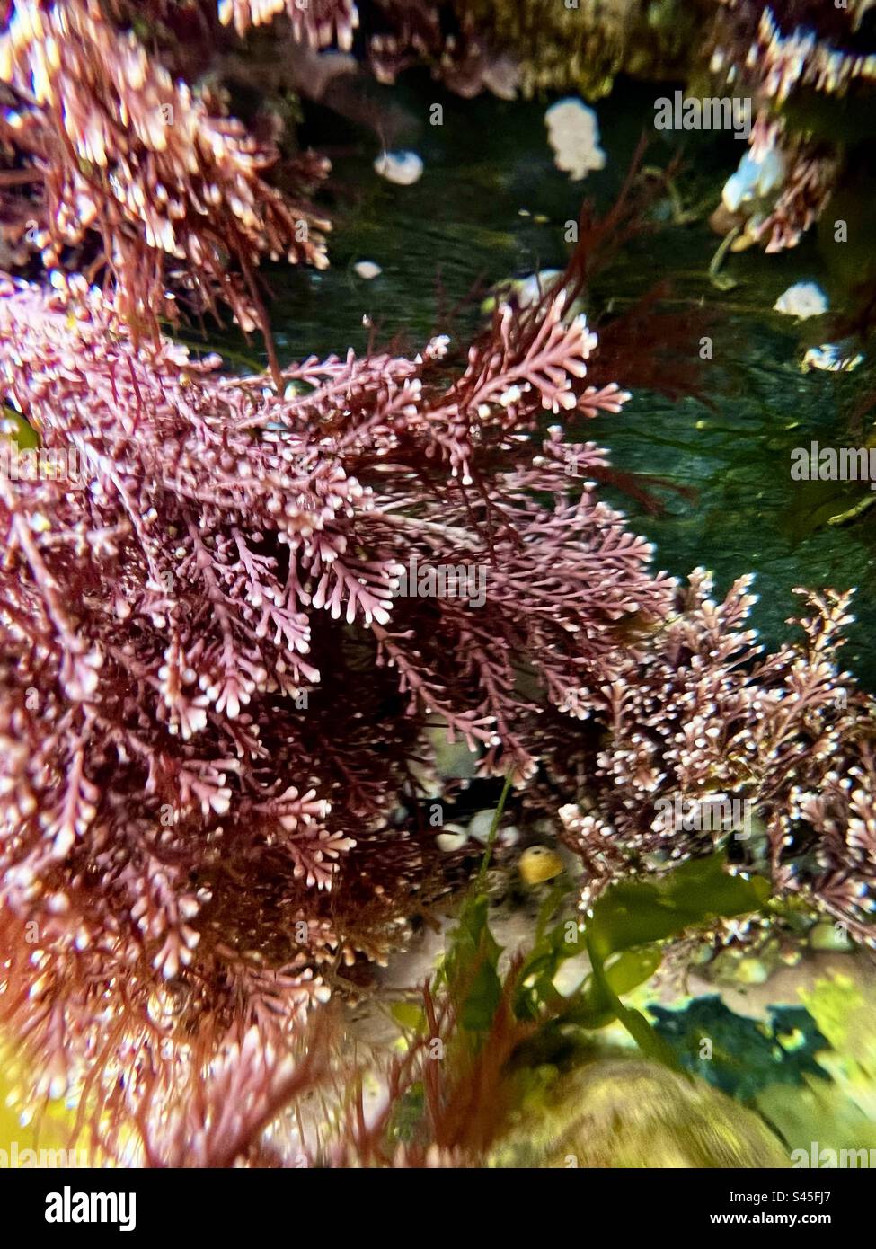 Pink underwater hi-res stock photography and images - Alamy