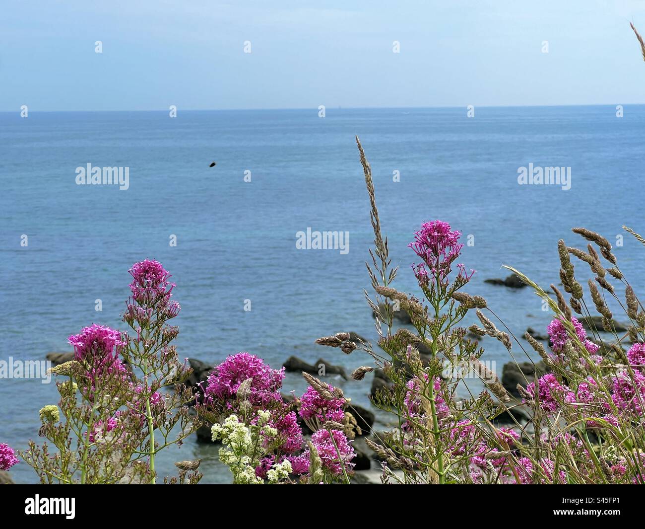 Cornish wild flowers hi-res stock photography and images - Alamy