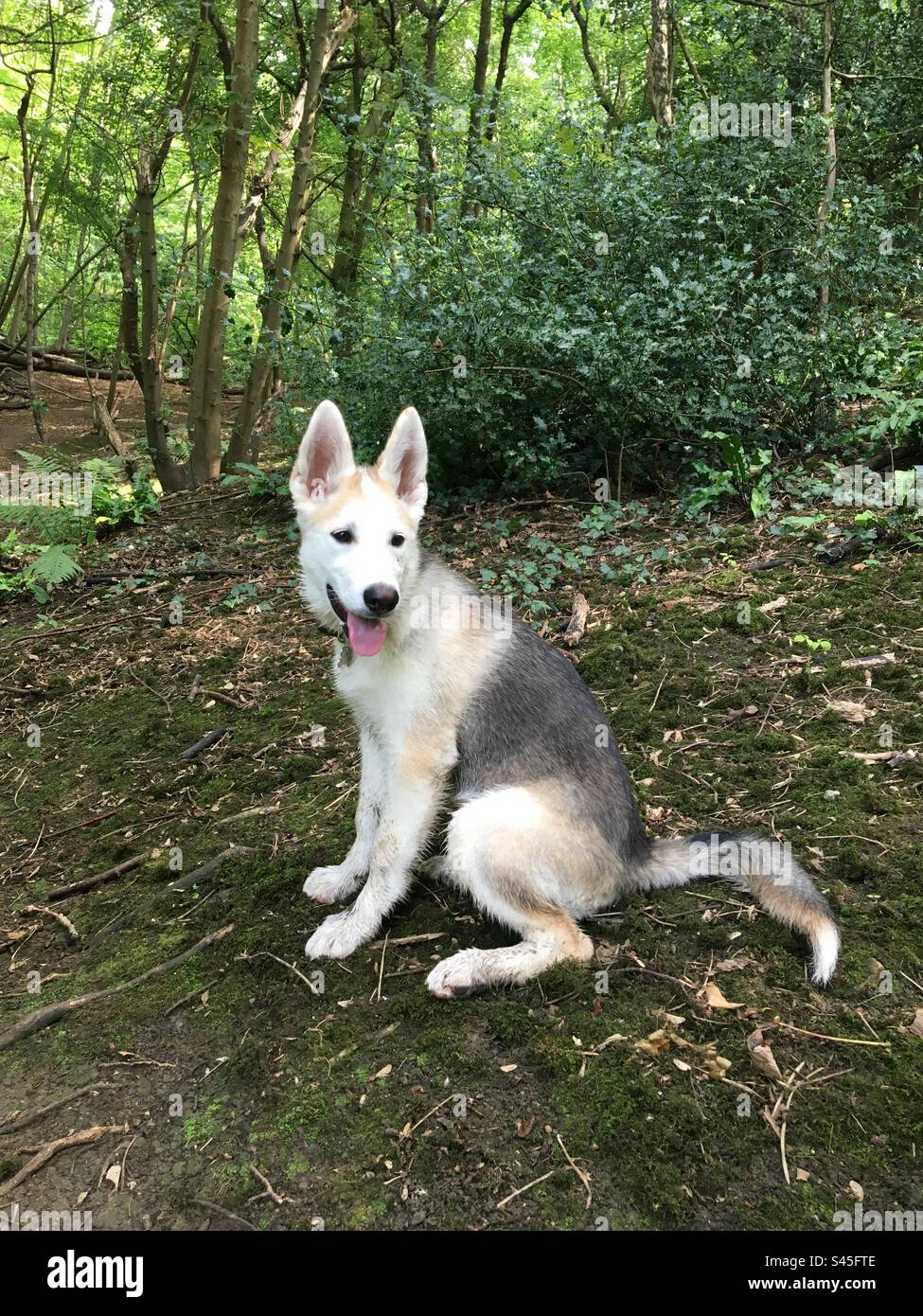 White German Shepherd Mixed With Husky