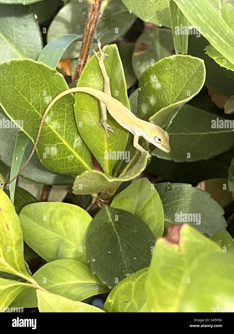 Green anole toes hi-res stock photography and images - Alamy