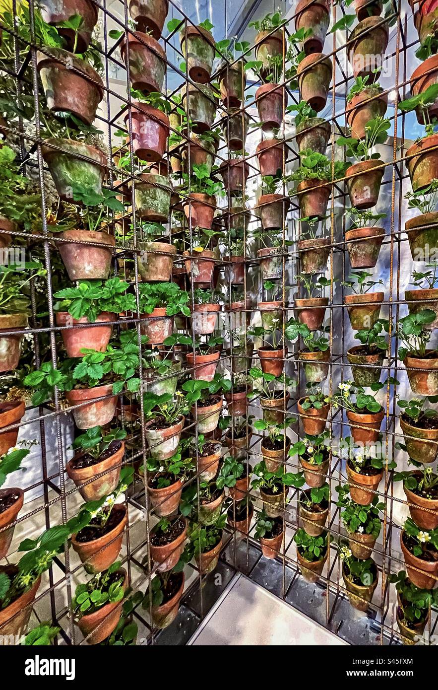 Many flowering strawberry plants in terracotta pots arranged in ...