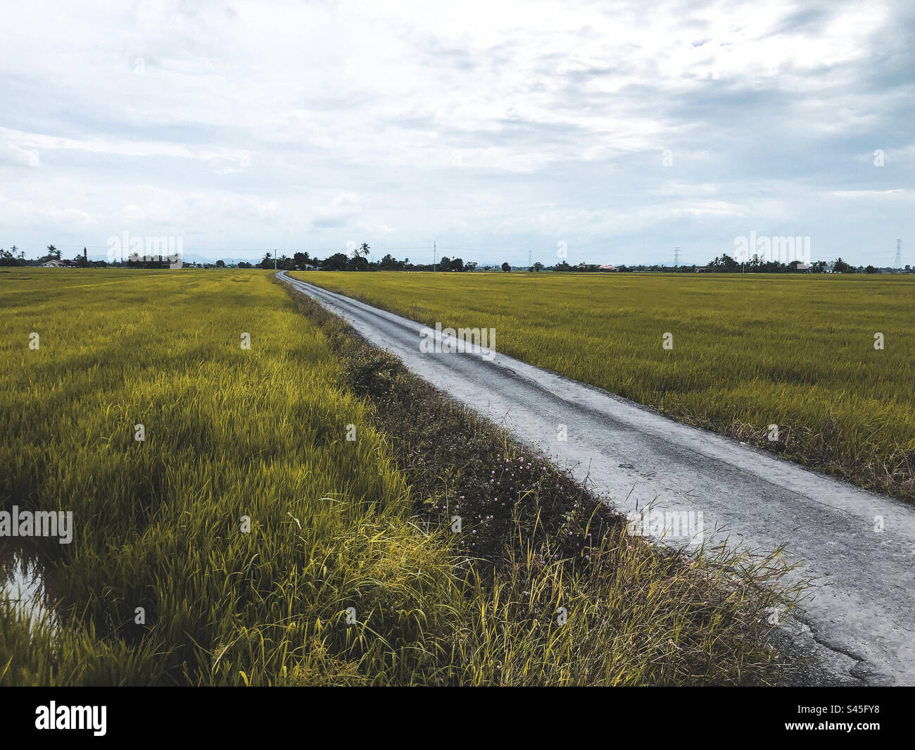 An asphalt road stretches in a direct path through the midst of a paddy ...