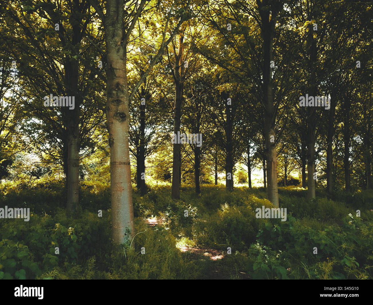 Exploring summer hi-res stock photography and images - Alamy