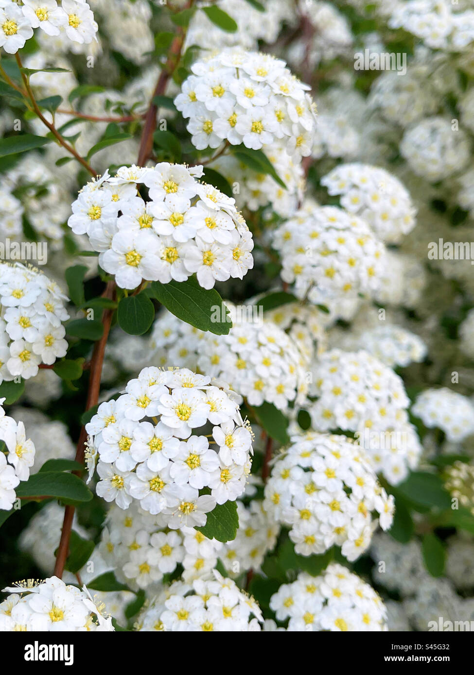 White flowers flower flowering hi-res stock photography and images - Alamy