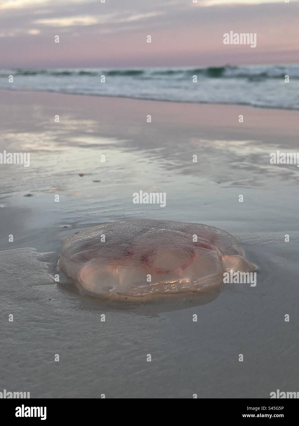 Large jellyfish on beach sand with pink sunset background Stock Photo ...