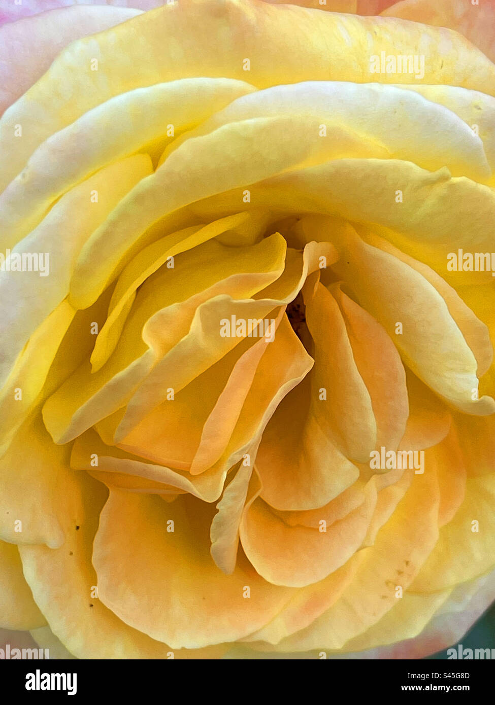 Monochromatic flowers up close hi-res stock photography and images - Alamy