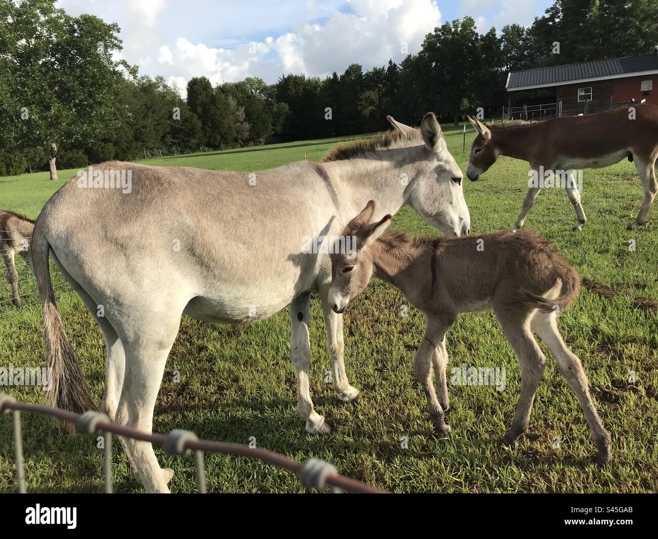 Baby donkey hi-res stock photography and images - Alamy
