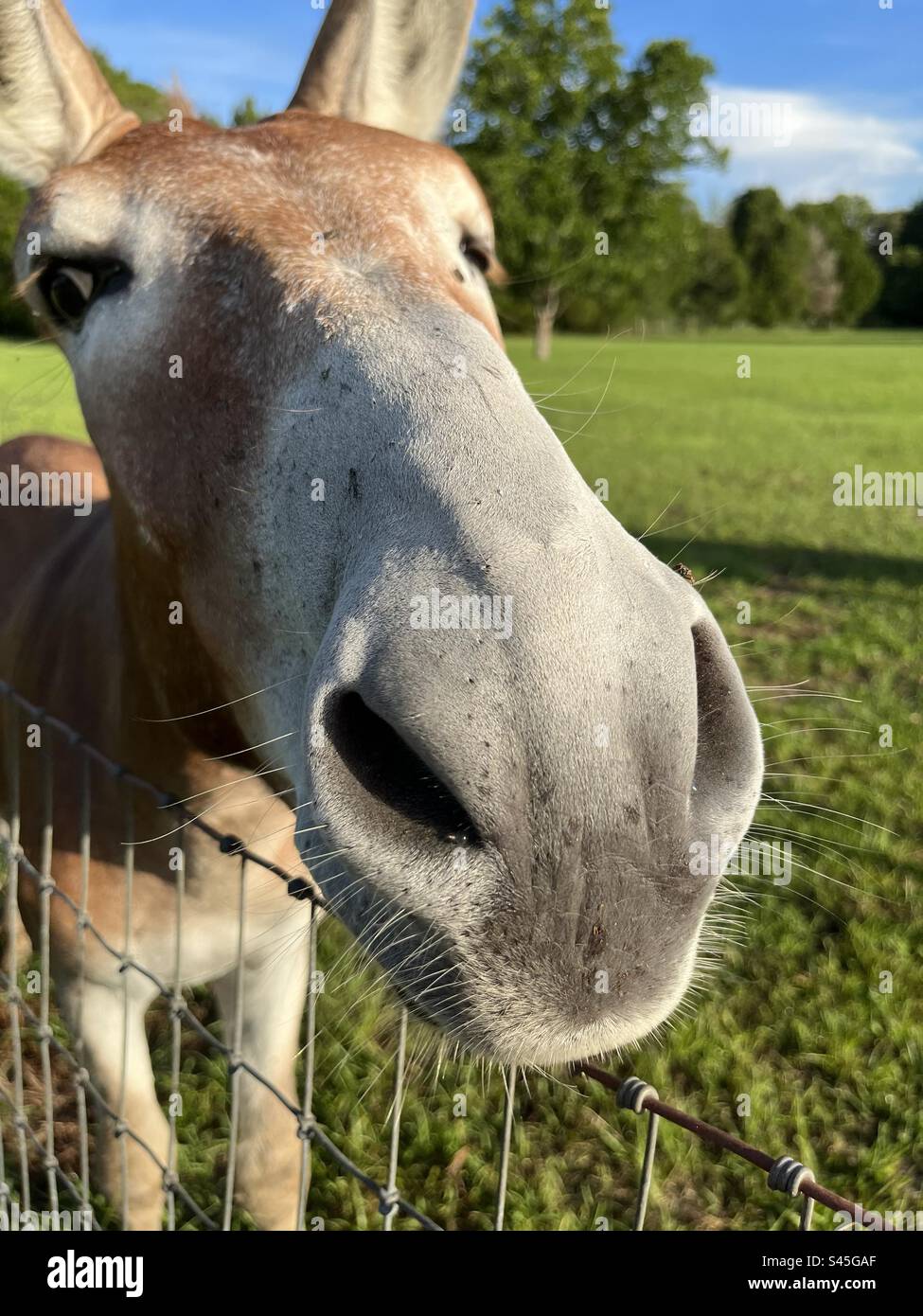 Close up of a donkey nose Stock Photo - Alamy