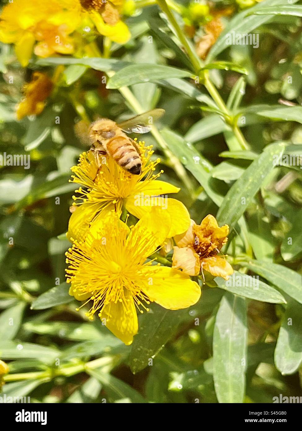 Western honey bee Stock Photo - Alamy
