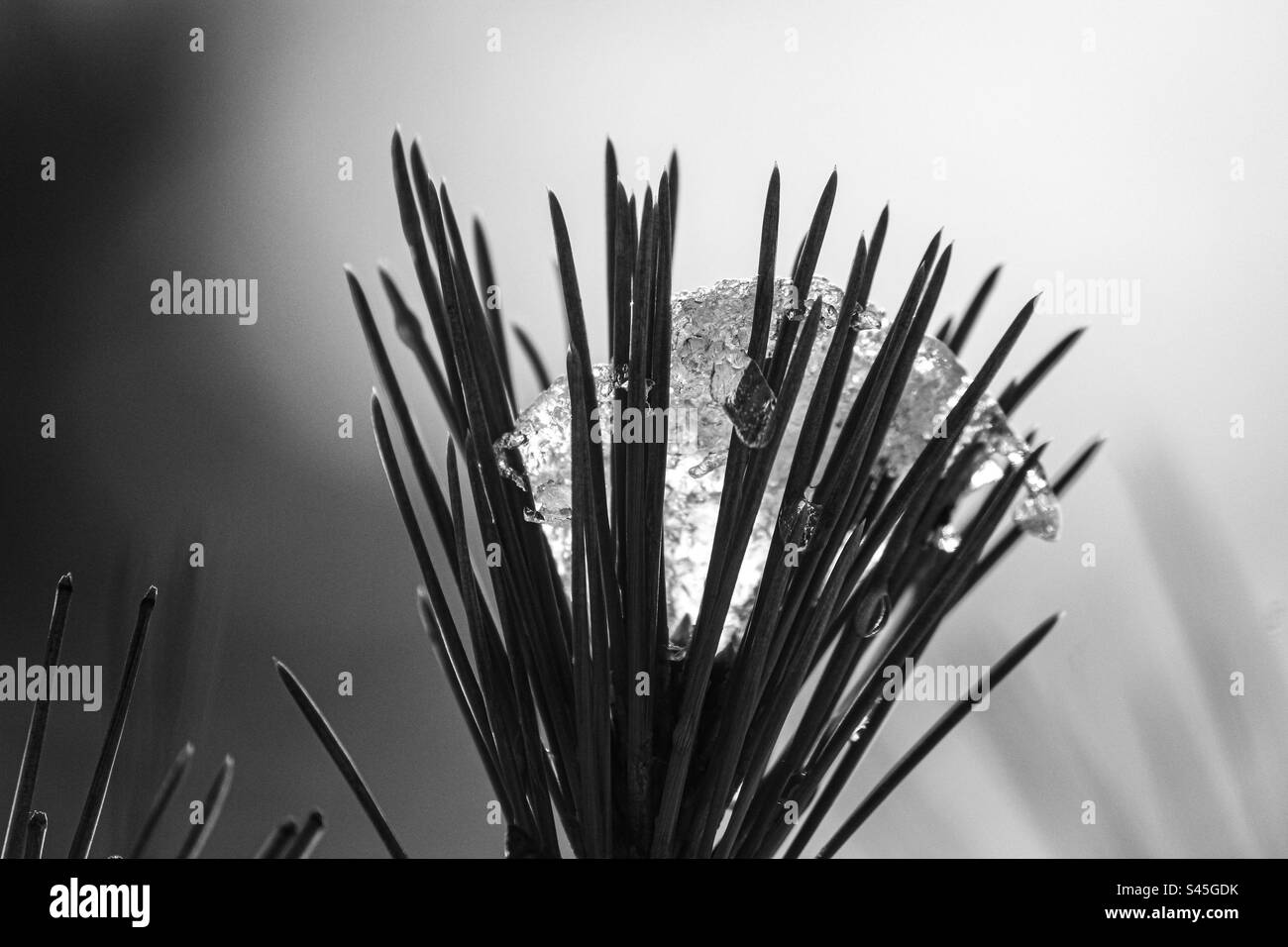 Chunk of snow hi-res stock photography and images - Alamy