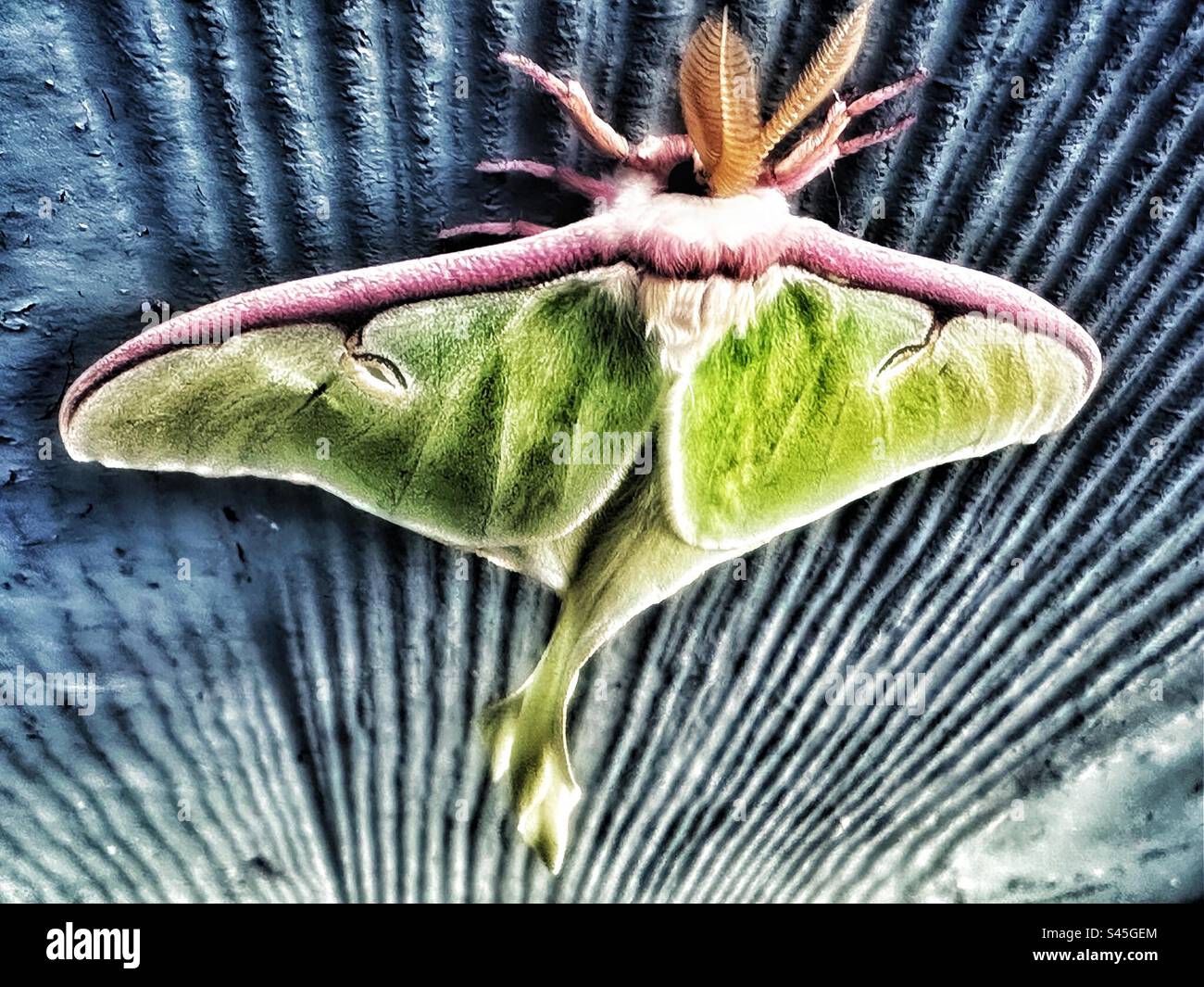 Green colorations hi-res stock photography and images - Alamy
