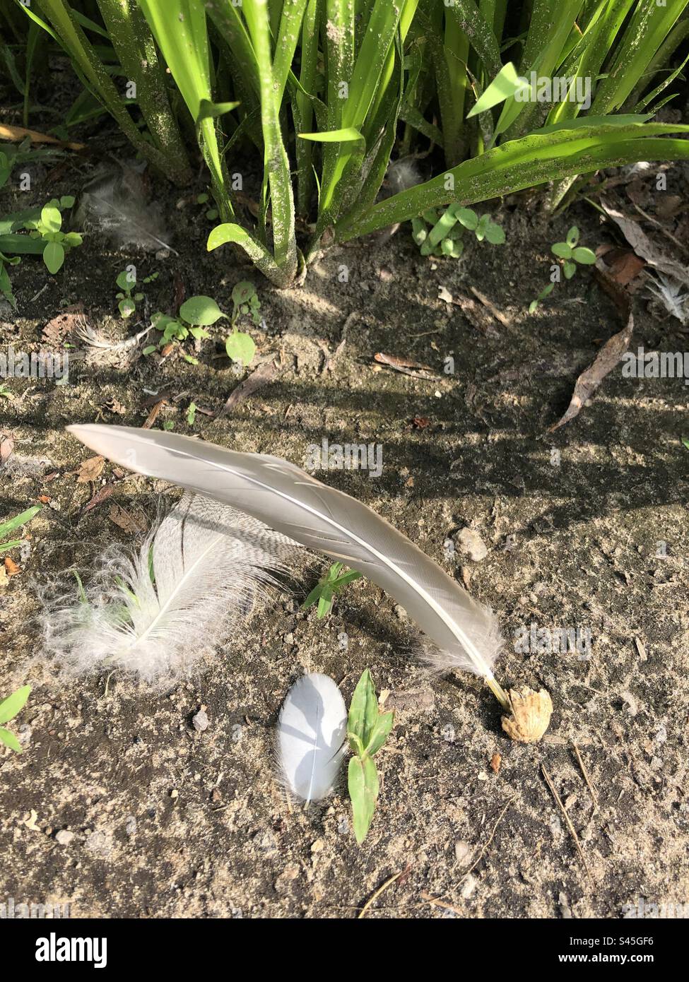 Feathers and plants Stock Photo - Alamy