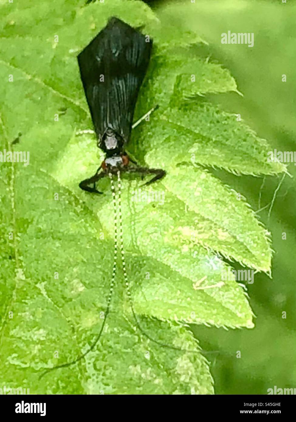 World of insects hi-res stock photography and images - Alamy