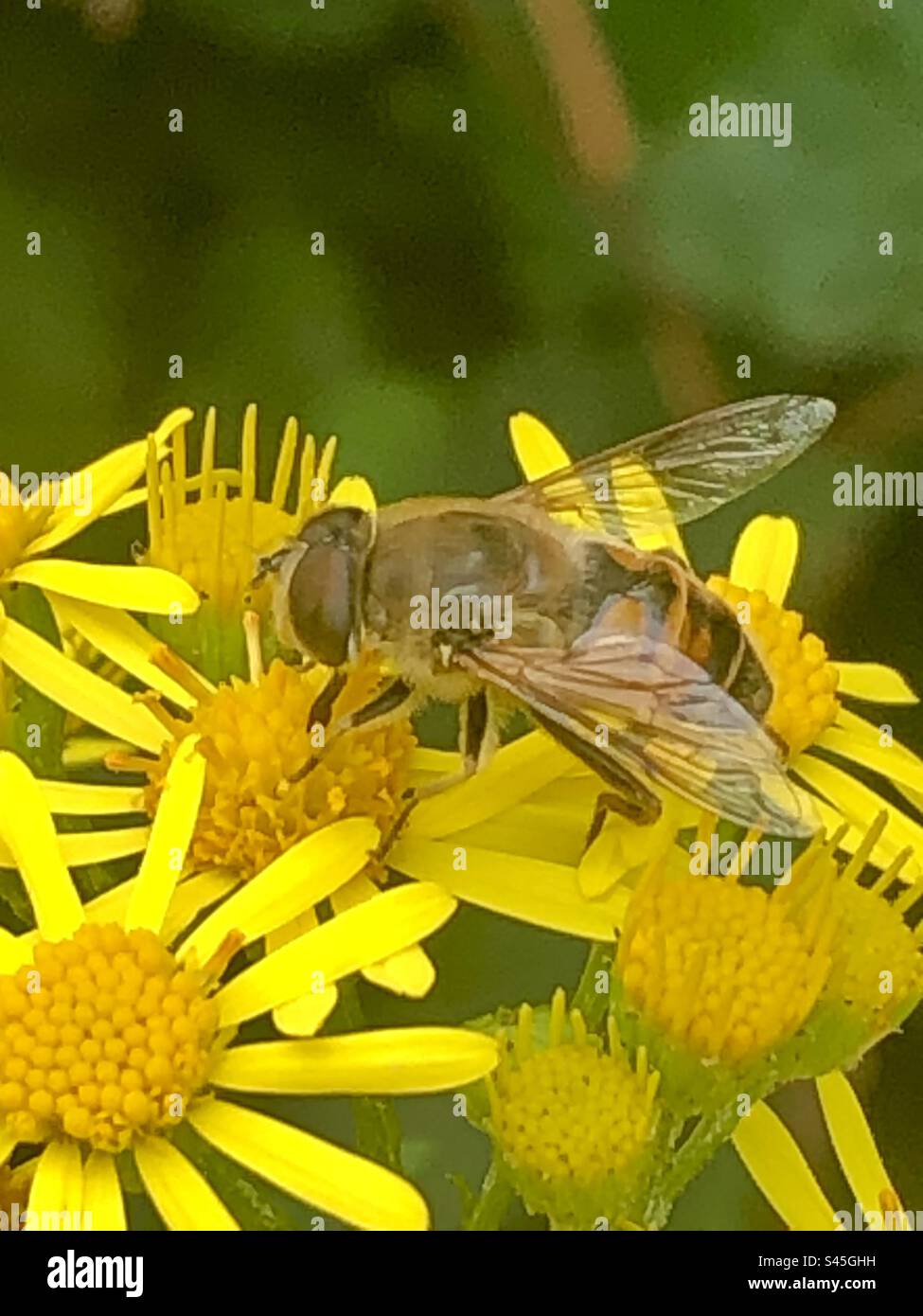 World of insects hi-res stock photography and images - Alamy