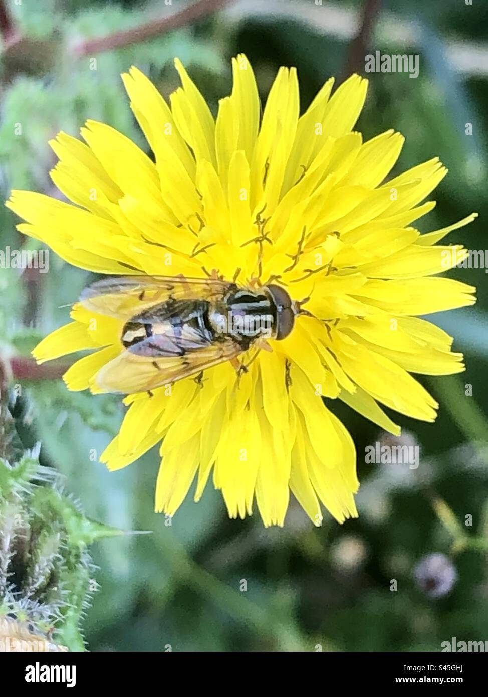 World of insects hi-res stock photography and images - Alamy