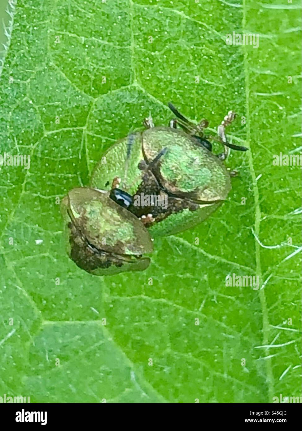 Green bugs hi-res stock photography and images - Alamy