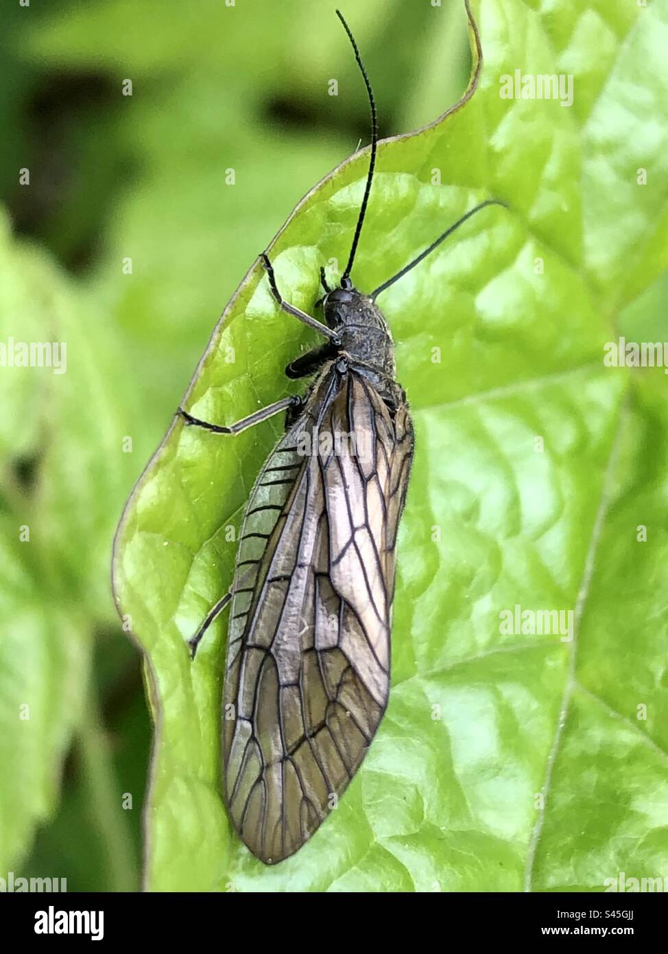 Flying bug hi-res stock photography and images - Alamy