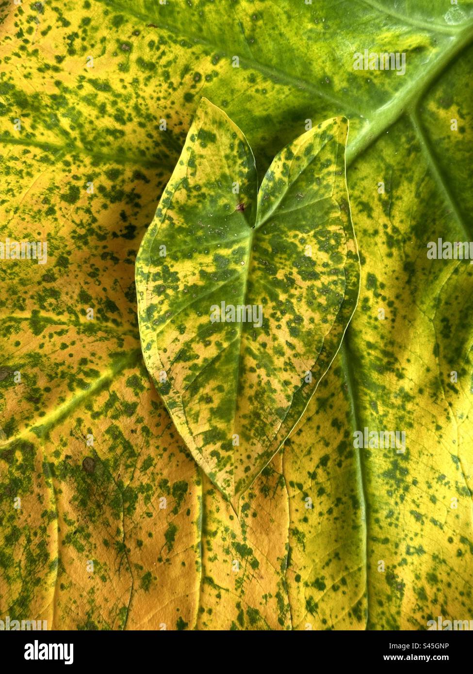 Abstract patterns of leaves hi-res stock photography and images - Alamy