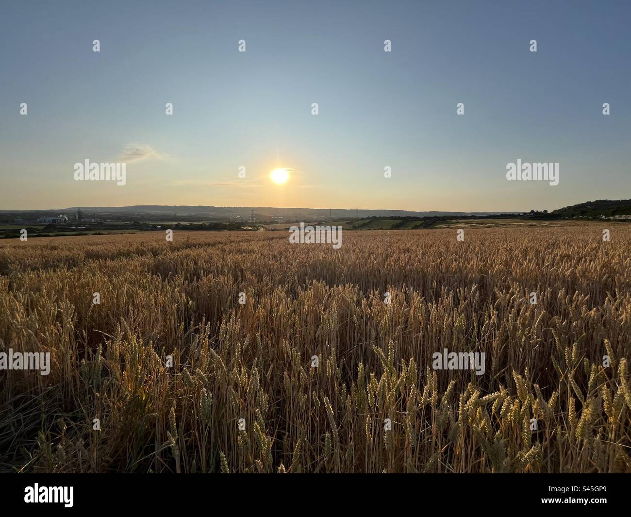 Summer sun setting over a Kent corn field, England, UK Stock Photo - Alamy