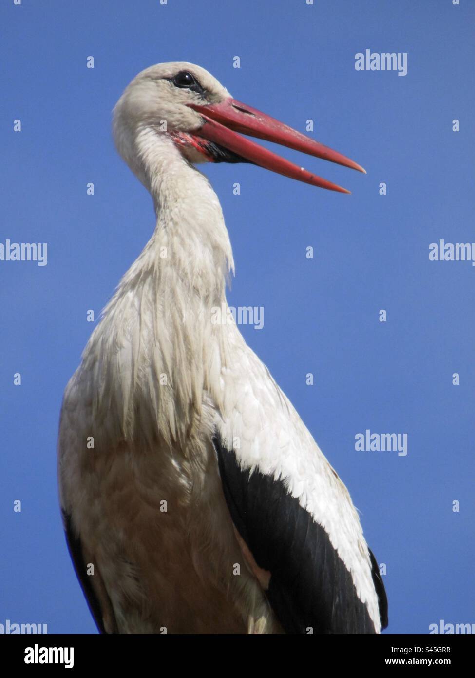 Vogel storch hi-res stock photography and images - Alamy